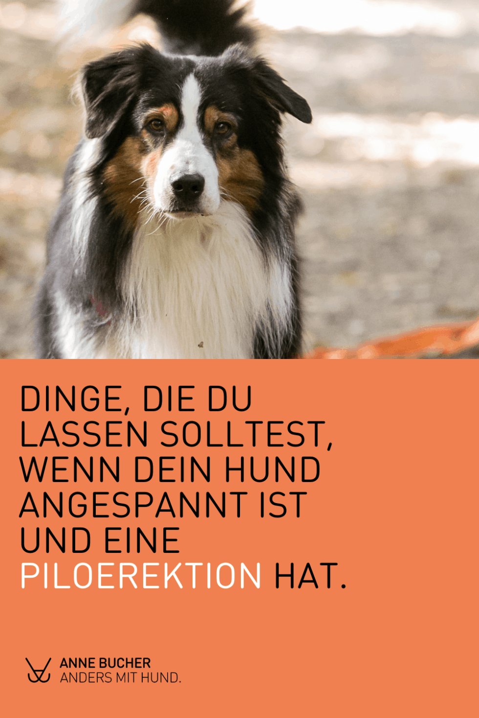 Die Piloerektion beim Hund | Anne Bucher